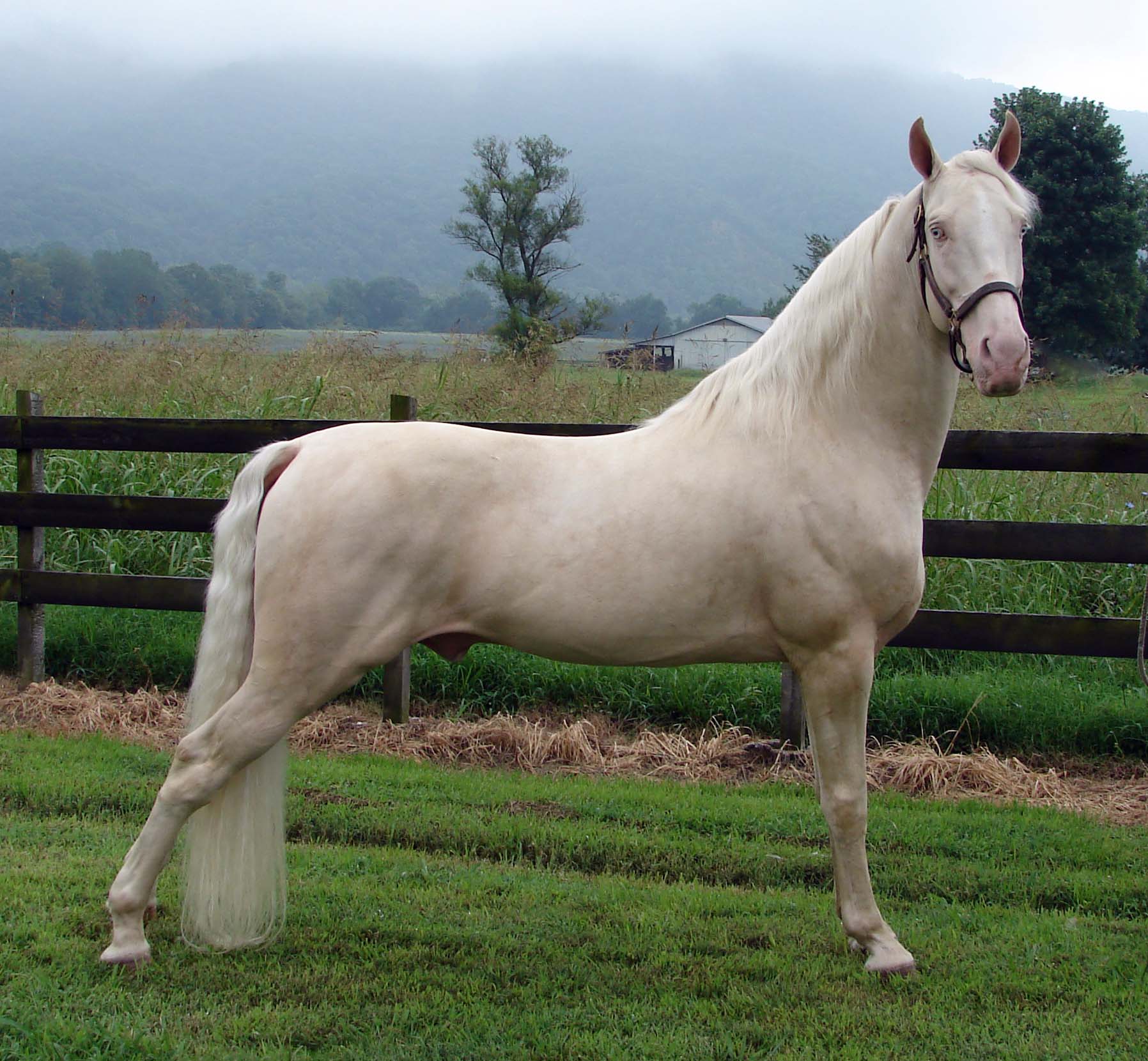 Cremello :: White Snow